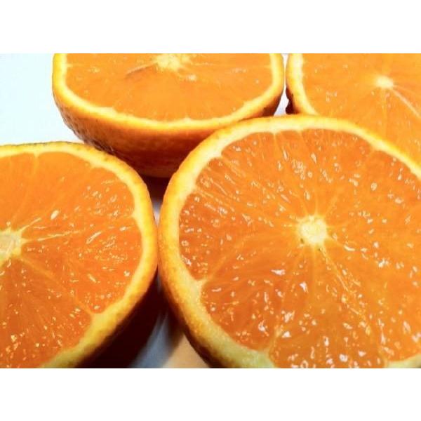 大きさ、形は不揃い、皮ヤケ、皮キズ、色むら等ございますが味・食感等には問題ございません。≪下記必ずお読み下さい≫当店では出荷時に検品確認の上、出荷させていただいておりますが、わけあり品であること並びに気温の上昇、運送中の保管環境等により多少...