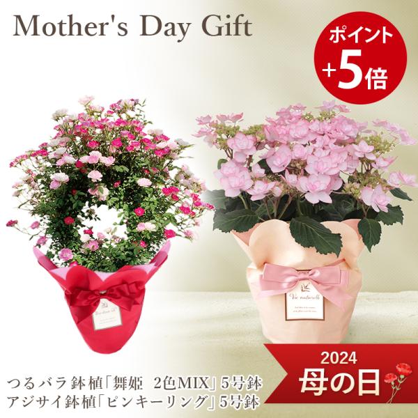 【発売日：2026年02月01日】■サイズつるバラ W25cm H45cm・5号鉢／バスケット入り（水の漏れないスリーブ付）アジサイ W25cm H40cm・5号鉢／バスケット入り（水の漏れないスリーブ付）  ■商品内容【フロレアル】の姉妹...