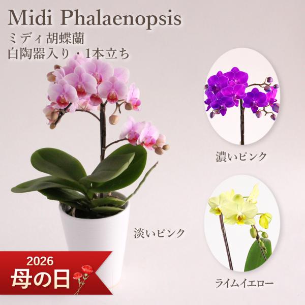 【発売日：2026年02月01日】■サイズW20〜30cmH35〜40cm■商品内容フロレアルOnlineShop東京・銀座は、大人の男女にふさわしい、よりスタイリッシュな花のあるライフスタイルをご提案するショップです。椎名洋ラン園さんが作...