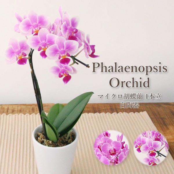 【発売日：2024年08月01日】【フロレアル オリジナルスタイルの胡蝶蘭】■サイズ1本立ちW10cm（器）・W8.5cm（底面）H30〜35cm花1輪のサイズ：4〜5cm■商品内容椎名洋ラン園さんが作るコチョウランは数々の賞を受賞し、まさ...