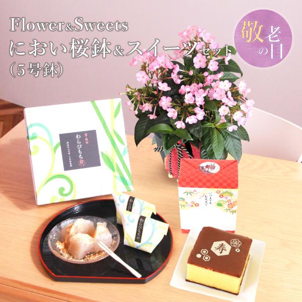 【発売日：2025年08月01日】におい桜（ルクリア）は高原が原産の常緑低木。 群馬県吾妻郡の登坂園芸で栽培されたにおい桜（ルクリア）「ココ」はこの産地のオリジナル品種です。 ジャパンフラワーセレクション2010-2011　鉢物部門最優秀賞...
