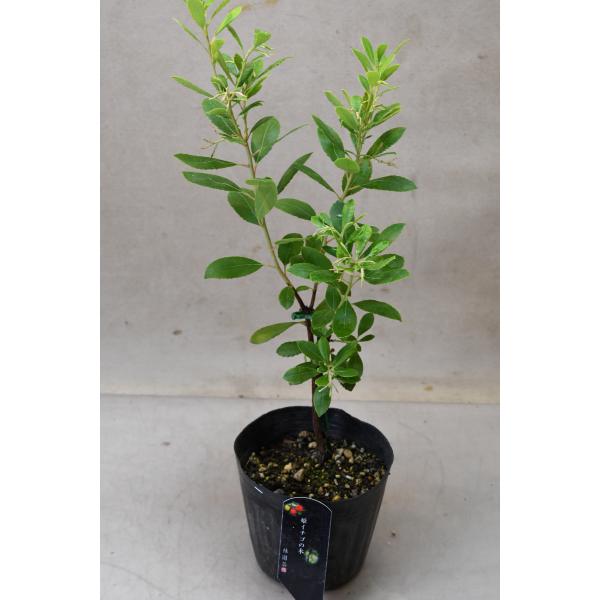 姫いちごの木はイチゴのような形の実が付く、ツツジ科の常緑低木です。果実は食べることもできますが、味はほとんどありません。小さい苗のうちはあまり寒さに強くないため、防寒をしてください。成木になると-15℃程度まで耐えるとされます。樹高約35c...