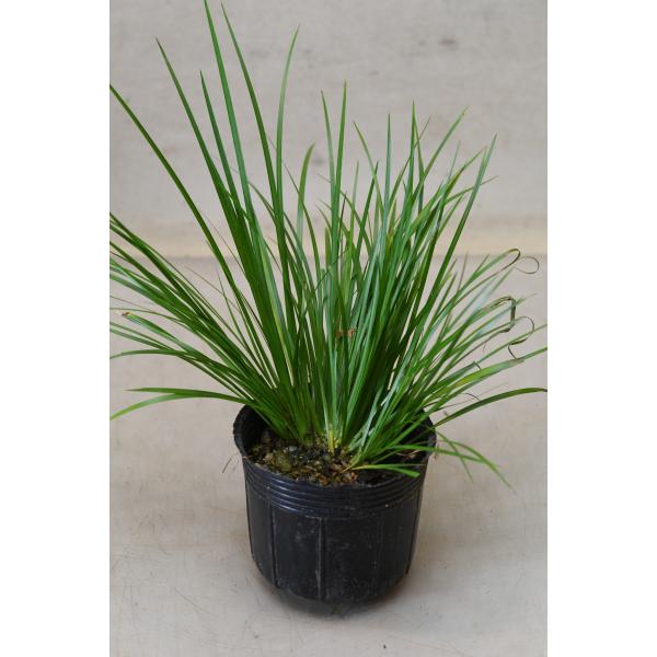 セキショウはショウブ科の多年草です。寄せ植えやグランドカバー、ビオトープなどで利用されます。草丈約10cm　7.5ｃｍポリポット