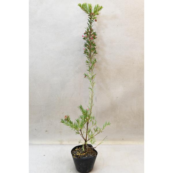 オーストラリア原産のヤマモガシ科の常緑低木です。特徴的な花の形状からスパイダーフラワーとも呼ばれます。春に個性的な赤い花を咲かせます。樹高約50cm〜60cm　10.5ｃｍポリポット