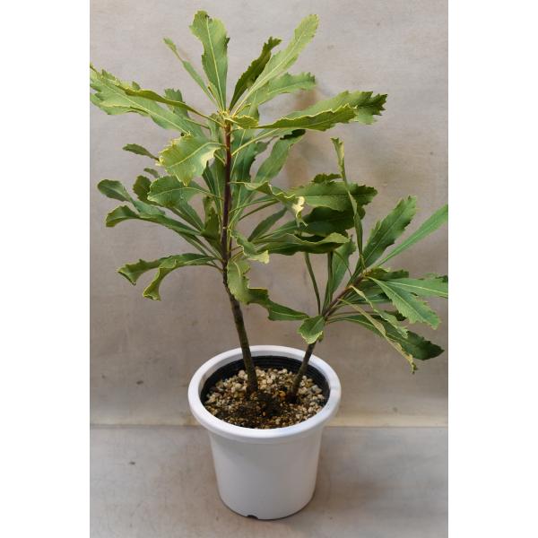 直径10cm程度の赤いユニークな形の花を咲かせるオーストラリア原産の植物です。流通量の少ない品種です。樹高約40ｃｍ　18ｃｍプラ鉢