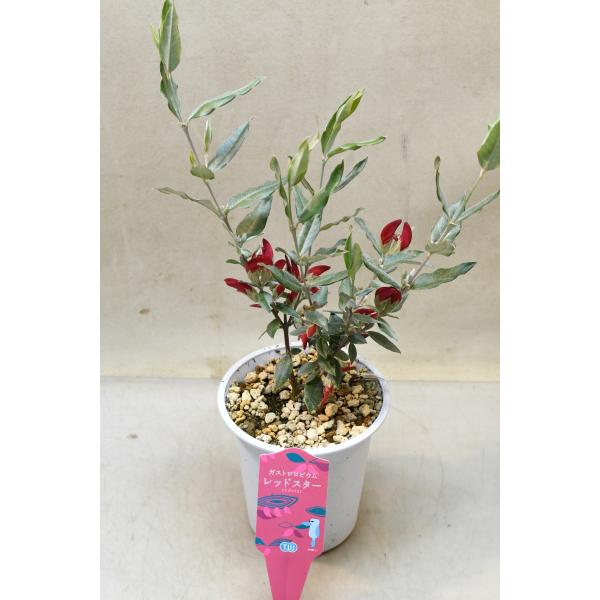 オーストラリア原産のマメ科の常緑低木です。シルバーリーフとユニークな形をした赤い花のコントラストが美しい植物です。高温多湿は苦手なので、夏場は風通しの良い場所に置いて蒸れに注意してください。小さいポットで入荷したため、植え替えしてあります。...