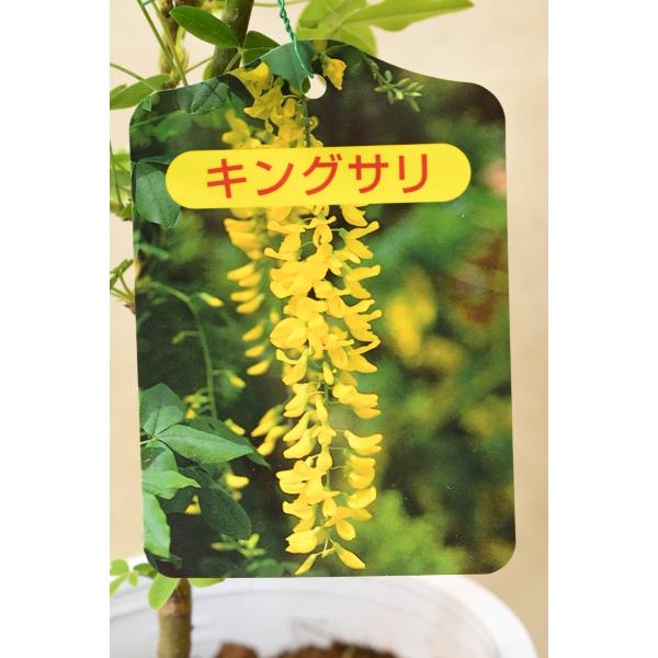 キングサリはマメ科の落葉樹で、ゴールデンチェーンやキバナフジの別名でも知られています。藤に似た形の黄色の花を咲かせます。枝が柔らかいため、フェンスやアーチなどに誘引できます。樹高約40cm　15cmプラ鉢