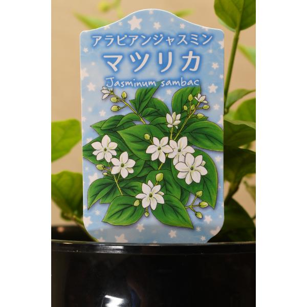 アラビアジャスミンは茉莉花の別名でも知られ、ジャスミンティーなどの原料としても知られる香料植物です。12cmプラ鉢