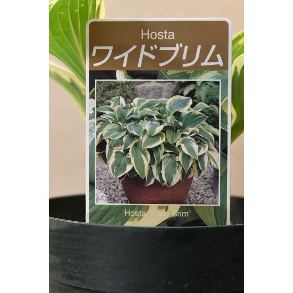ホスタ　ワイドブリムは緑の葉に不規則な黄色の大きな斑が入る大型のギボウシです。草丈約12cm　12cmプラ鉢
