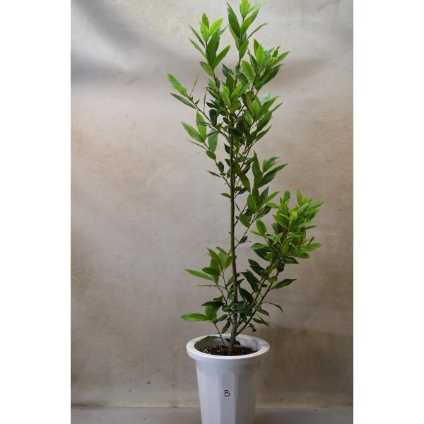 月桂樹はクスノキ科の常緑樹です。葉を乾燥させ、香辛料のローリエとして利用します。生育旺盛で芽吹きも良いため、生垣としても利用可能です。樹高約80cm　21cmプラ鉢