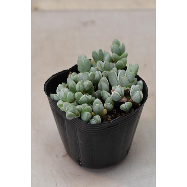 やや青みを帯びた色合いの魚のような形の葉が連なった多肉植物です。7.5ｃｍポリポット