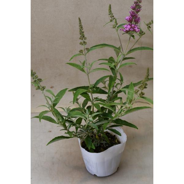 ブッドレア　レアはゴマノハグサ科の落葉樹で、円錐形の長い花房を作り甘い香りがあり、蝶が集まるため、欧米ではバタフライブッシュの別名でも知られています。生育旺盛のため、剪定をして樹形を整えてください。コンパクトな樹形になる品種で、春〜秋にかけ...