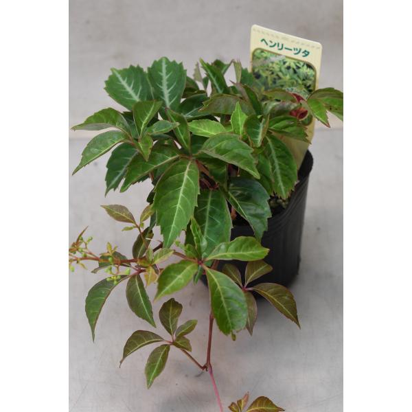 ヘンリーヅタはブドウ科のつる性植物で、芽吹きの時期は芽吹きから、夏、秋にかけて美しく紅葉します。季節に葉の色の変化が楽しめます。冬季の為、落葉しています。9cmポリポット