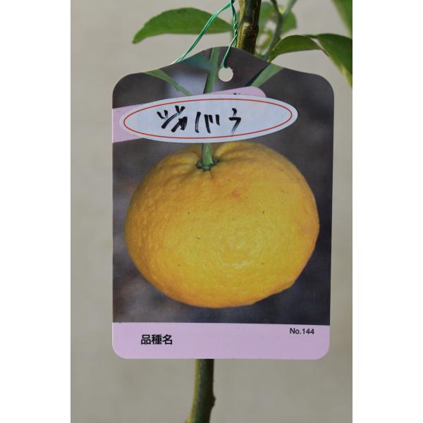 ジャバラは和歌山県原産の柑橘類で柚子や九年母の自然交配種とされています。強い酸味と苦みがあり、果汁を調味料にしたりします。また、含まれるフラボノイドが花粉症の症状改善効果があるとされています。樹高約70cm〜80cm　13.5cmロングポリポット