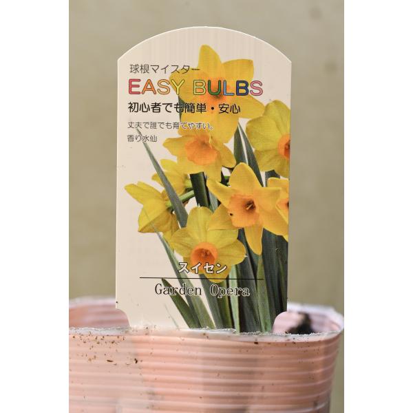 スイセン　ガーデンオペラは香りのある黄色の花が魅力の品種です。10.5ｃｍポリポット