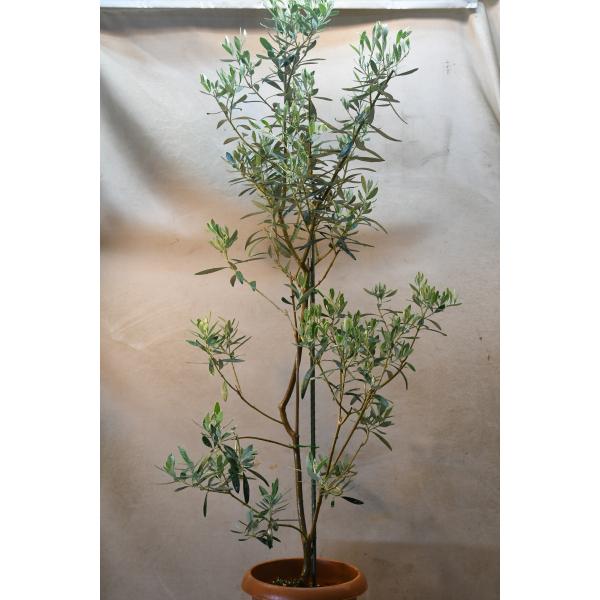 オリーブ　チプレッシーノ直立性で樹形が崩れにくいため、シンボルツリーとしてもおすすめの品種です。葉の表の緑と裏のシルバーのコントラストも美しい。樹高約100cm　24cmプラ鉢