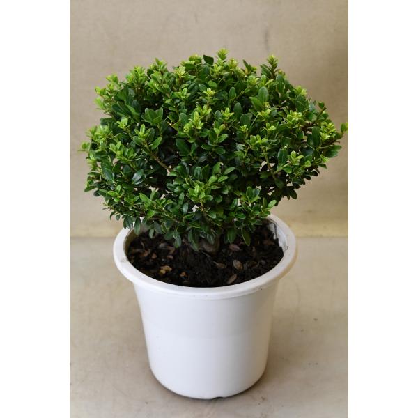 タマツゲはモチノキ科の常緑樹で、剪定に強いため、生垣や丸い形に刈り込んだりして庭木にします。樹高約20cm　15ｃｍプラ鉢