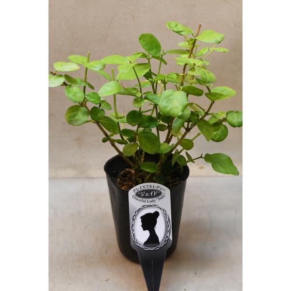 アラビア　ジャスミンの仲間で、香りの良さと八重咲の白い花が魅力の品種です。コロンとした白い花がかわいく、開花期間も長い品種です。枝が伸びて姿が乱れたら剪定をしてください。10.5ｃｍロングポット