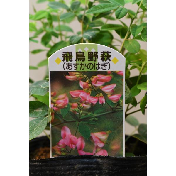 飛鳥野萩はピンクの花を咲かせる品種で、和風、洋風どちらの雰囲気にも良くマッチします。丈夫で育てやすい植物です。草丈約15cm〜20cm　10.5cmポリポット
