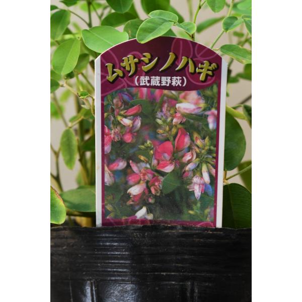 武蔵野萩は宮城野萩の赤紫と白花の交配品種で、白地に赤紫の絞りが入る大輪の花を咲かせます。草丈約15cm〜20cm　10.5cmポリポット