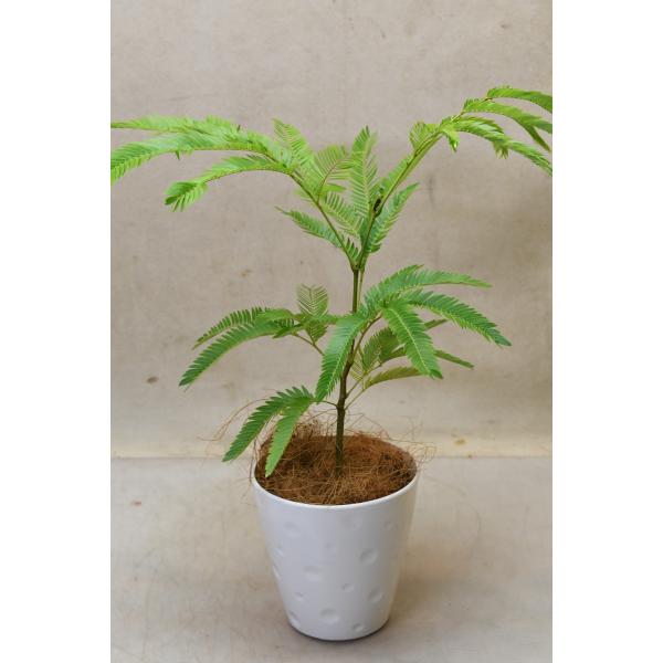 エバーフレッシュはボリビア原産のマメ科の観葉植物です。明るい色の涼し気な葉と華奢な印象の幹が特徴です。ネムノキのように夜になると葉を閉じる性質があります。ある程度の耐陰性はありますが、日当たりを好む植物です。室内では日当たりの良い窓辺などに...