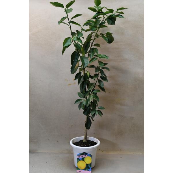 花ユズは実を沢山つける品種です。本ユズとくらべると実は小ぶりで香りも弱いですが、料理にも使えます。樹高約70cm　15cmプラ鉢