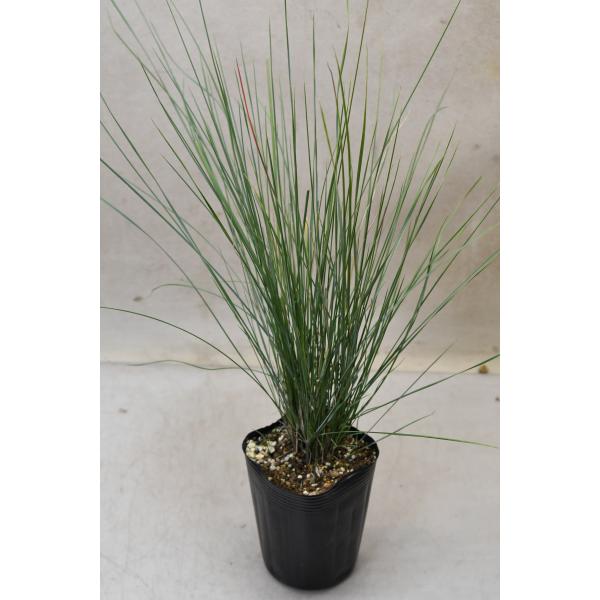 ミューレンベルギア　ルビーは秋に赤い花穂を付ける北米原産のススキの仲間です。群生させると開花時にとても見応えがあります。大きくなるため、2年目以降は花壇などへの地植えが適しています。草丈約30cm　10.5ｃｍロングポット