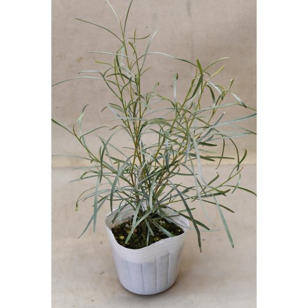 グレビレアはオーストラリア原産のオージープランツとして知られています。エンドリチェリアナは細いシルバーリーフとピンクのユニークな形状の花が特徴です。樹高約15cm　9cmポリポット