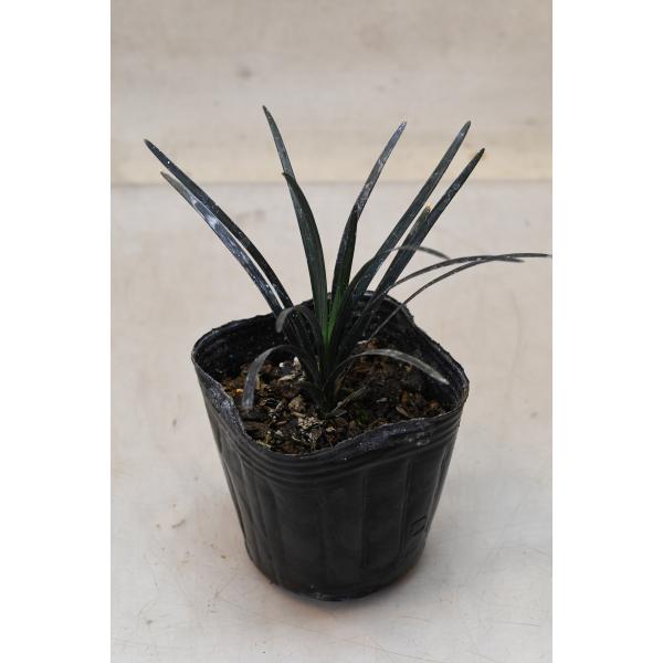 竜のヒゲの仲間で、黒っぽい葉が特徴の品種です。9cmポリポット
