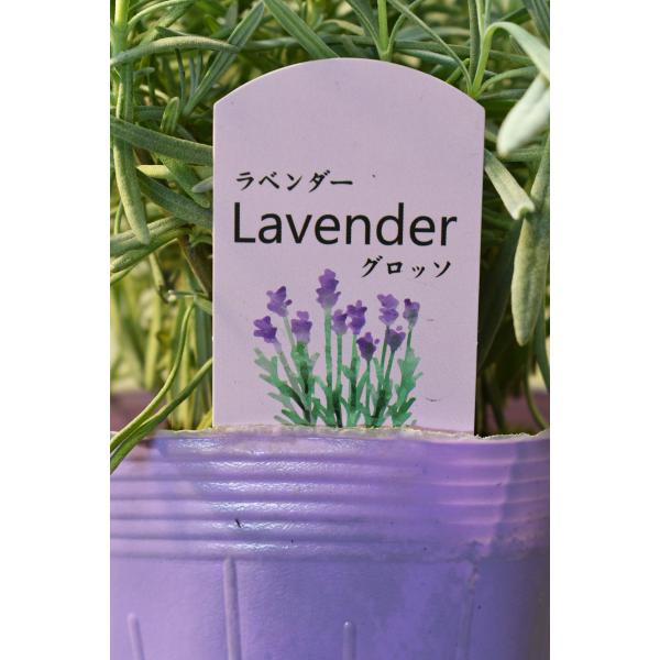 ラベンダー　グロッソは暑さ寒さにも強く、育てやすいラバンディン系の品種です。草丈約15cm　10.5ｃｍポリポット