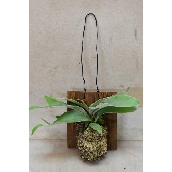 葉の形状がコウモリの羽やシカの角のように見えることからコウモリラン、ビカクシダの別名でも知られる植物です。