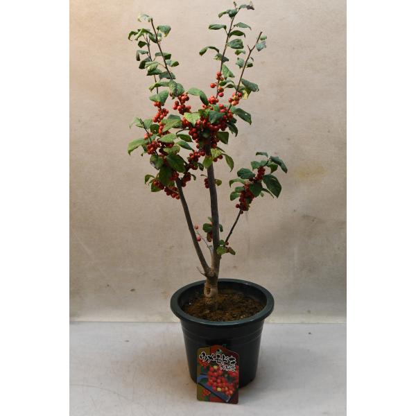 夏に付いた大粒の実が秋から冬にかけて赤く色づくウメモドキです。樹高約55cm　18cmプラ鉢