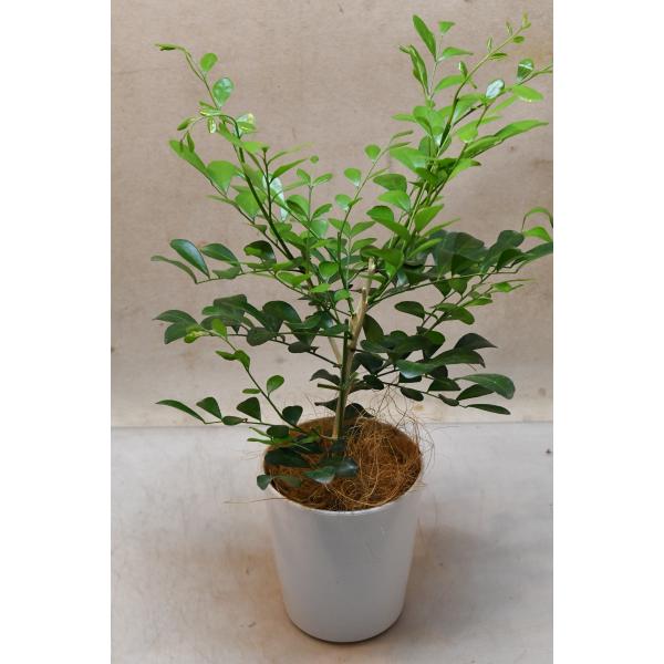 ゲッキツはシルクジャスミンの別名でも知られるインドやマレーシア原産のミカン科の常緑低木です。6月〜9月ごろに芳香のある白い花を咲かせ、革質で艶のある葉は観葉植物としても栽培されます。耐寒性は弱いため、冬は防寒をしてください。樹高約25cm　...