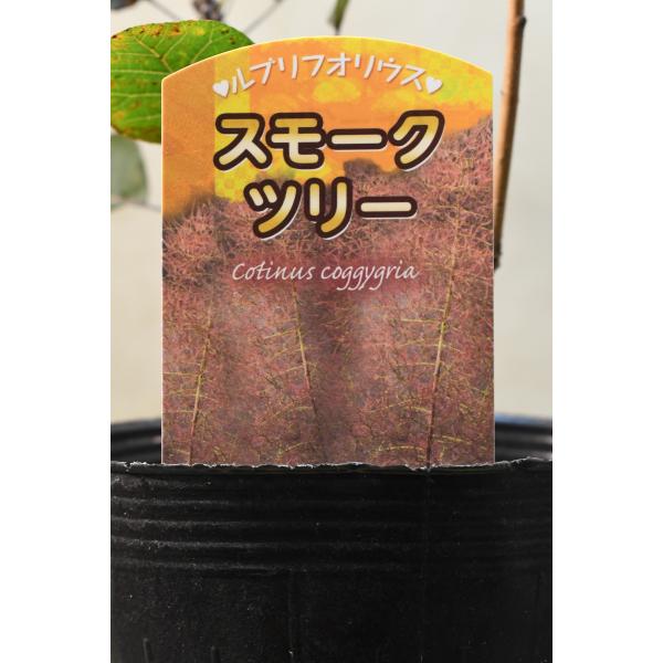 スモークツリーはウルシ科の落葉低木です。遠くから見ると煙のようにも見える穂状の花を咲かせます。秋には葉が紅葉します。今年の猛暑の影響で葉焼け、葉に痛みがあります。ルブリフォリウスはブロンズ色の葉が美しく、赤みを帯びたピンクの穂も楽しめます。...