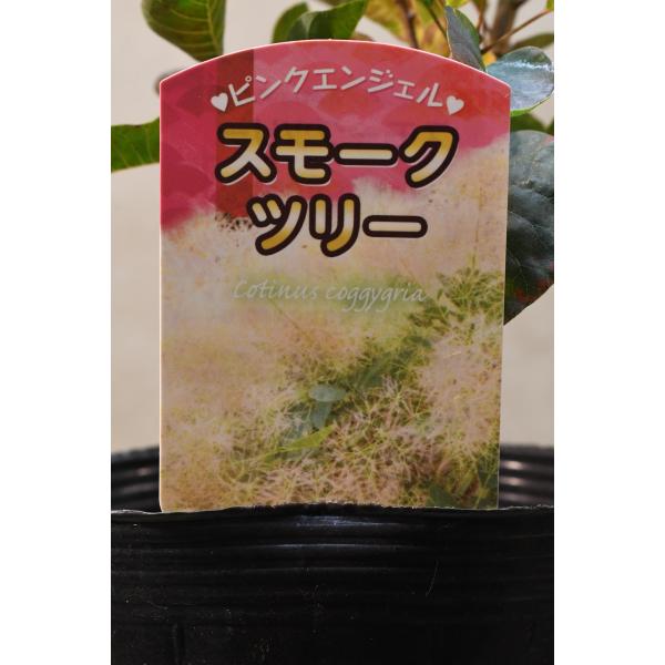 スモークツリーはウルシ科の落葉低木です。遠くから見ると煙のようにも見える穂状の花を咲かせます。秋には葉が紅葉します。今年の猛暑の影響で葉焼け、葉に痛みがあります。ピンクエンジェルは小型で扱いやすいスモークツリーで、クリーム色の花穂は徐々にピ...