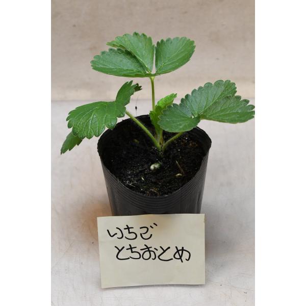 とちおとめは糖度が高く、適度な酸味があり、果汁も豊富で、安定した収量がある人気のある品種です。9cm〜10.5cmポリポット