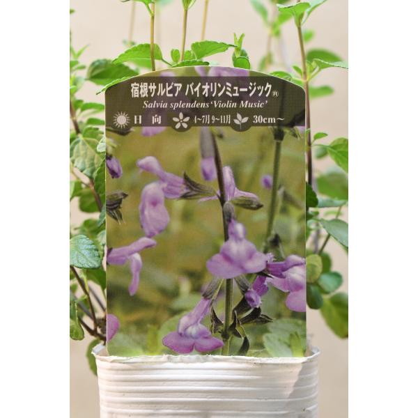 宿根サルビア　バイオリンミュージックは耐寒性が強く、株がまとまりやすい品種です。開花期間が長く、春〜晩秋まで花を次々と咲かせます。咲き終わった花は剪定するとしたから新しい芽が出てきます。草丈約20cm　9cmロングポリポット