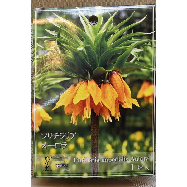 フリチラリア　オーロラは西アジア原産の球根植物です。クラウンライプの大型のフリチラリアで鮮やかなオレンジ色の花を咲かせます。開花の為には-2℃〜0℃程度の低温が必要なため、球根の3倍程度の深さに植え付けたあと戸外で越冬させてください。寒さの...