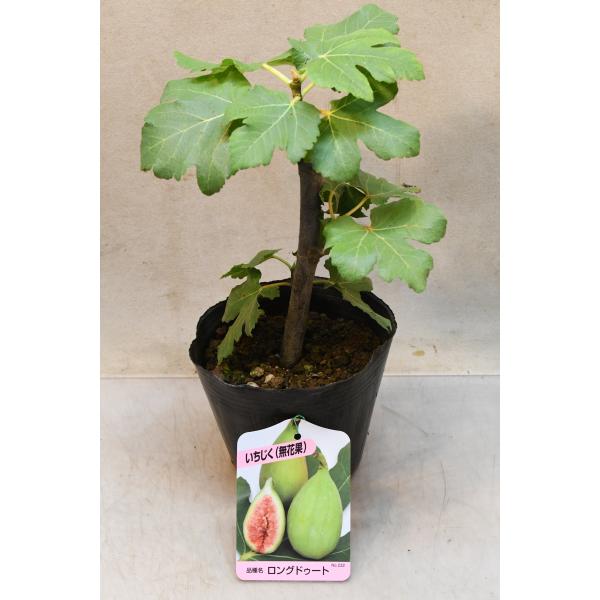 イチジク　ロングドゥートは熟しても果皮が緑色をした白イチジクです。夏秋兼用品種で、夏は大きな実が付き、秋は小粒ですが、甘味の強い品種です。ミネラル豊富な果実で、不老長寿の果実とも言われています。追熟しないため、完熟した果実が楽しめるのは家庭...