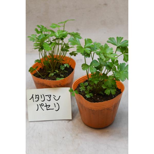パセリはセリ科の野菜で、古代ローマ時代から利用されているハーブです。料理の付け合わせ、香りづけなど、臭い消しなどに使われます。ビタミンやミネラルが豊富で、緑黄色野菜の中でも栄養価の高い野菜です。イタリアンパセリは葉が縮れないタイプです。クセ...