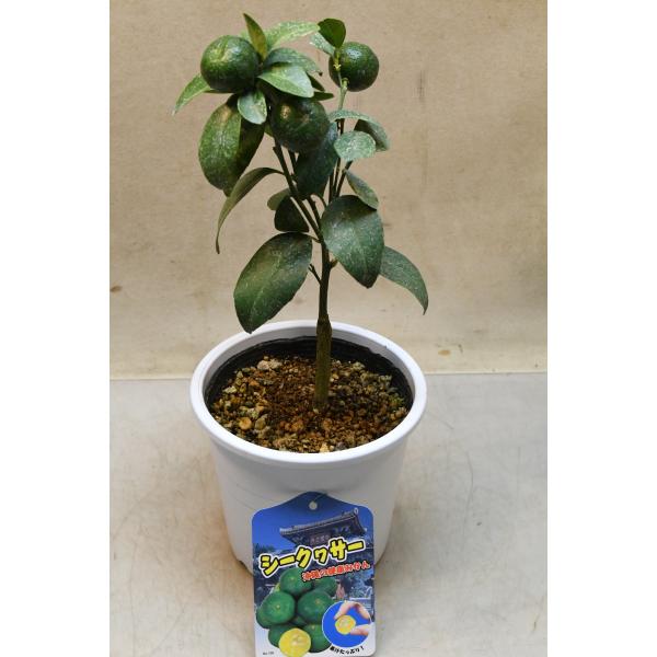 シークワーサーは沖縄などで栽培される柑橘類です。強い酸味や香りがあり、ユズやカボス、スダチと同じ香酸柑橘類です。料理の香り付けなどに利用されます。15cmポリポット