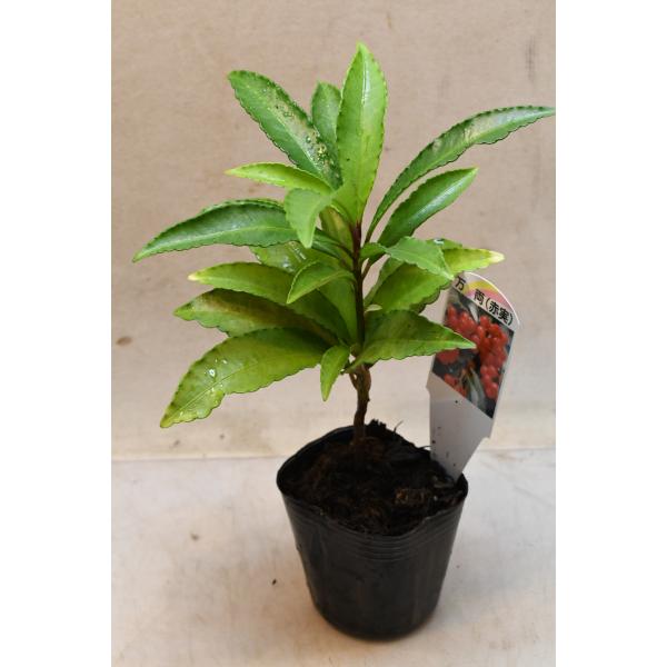 万両は赤い実と濃緑色の葉を持ち、縁起の良い植物として古くから栽培されてきました。様々な品種が作りだされ、斑入り、縮れ葉や白い実を付けるものなどもあります。日本の暖地に自生している植物なので、関東以西の暖地なら地植えで栽培できます。寒い地域で...