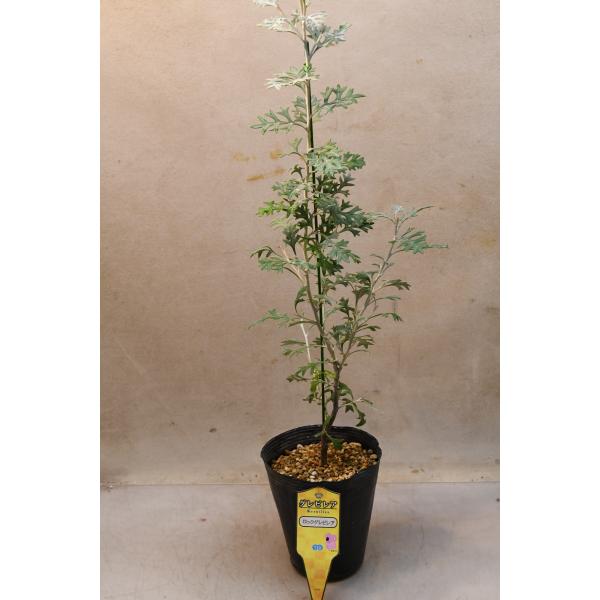 ロックグレビレアはオーストラリア原産の常緑樹で、切れ込みのある白い葉がしっかりした固い質感で、クリーム色〜白のユニークな花を咲かせます。樹高約45cm〜50cm　13.5ｃｍポリポット