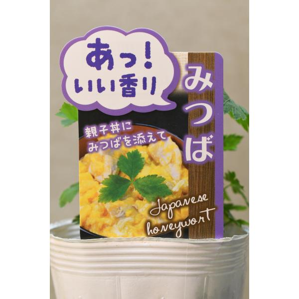 みつばはセリ科の常緑多年草です。薬味や料理の香りづけなどに利用されます。9cm〜10.5cmポリポット