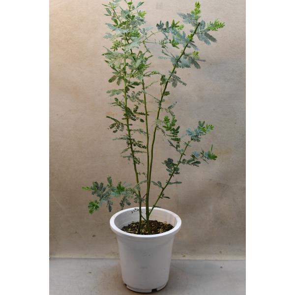 ミモザアカシアはマメ科のオーストラリア原産の常緑高木です。春に鮮やかな黄色の花を咲かせます。ミモザアカシアの名前で入荷しており、詳しい品種名は不明です。一番一般的にミモザと呼ばれるのはギンヨウアカシアです。樹高約60cm　15cmプラ鉢