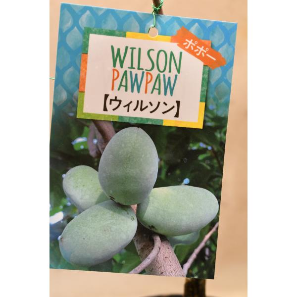 ポポ―はバンレイシ科の熱帯果樹です。寒さには強く、バナナとプリンを足して割ったような味がするとされています。日持ちがしないため、市場に出回ることがあまりない果実です。ポポ― ウィルソンはキャラメルのような風味がするとされています。樹高約35...