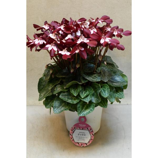 シクラメン　ジックスは下向きの花弁と白いガクが特徴の品種です。花持ちが良く長期間花を楽しむことができます。鉢下から花までの高さ約30cm　12cmプラ鉢