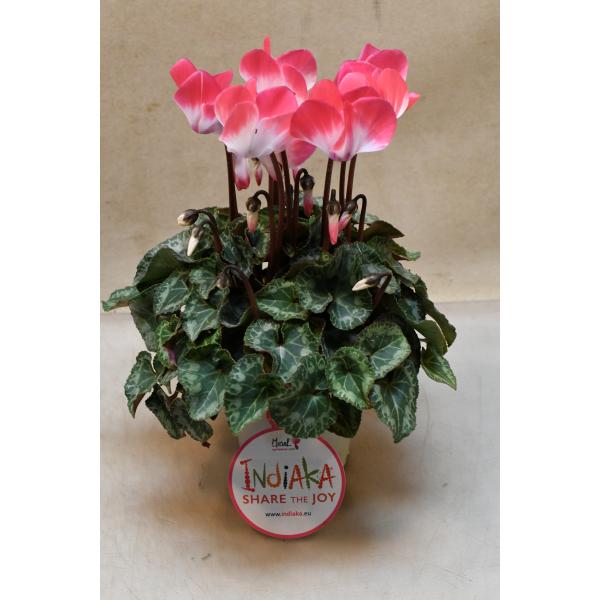 シクラメン　インディアカは花色が2色のコントラストが美しい品種です。咲き終わった花は茎をねじるようにして根元から抜いてください。適温は10℃〜20℃程度で、暖房の温風などが当たる場所は避け、明るい窓際などで栽培してください。全高約25cm　...