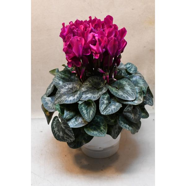 シクラメンは冬の鉢花として定番の植物です。咲き終わった花は茎をねじるようにして根元から抜いてください。適温は10℃〜20℃程度で、暖房の温風などが当たる場所は避け、明るい窓際などで栽培してください。全高約30cm　15cmプラ底面給水鉢