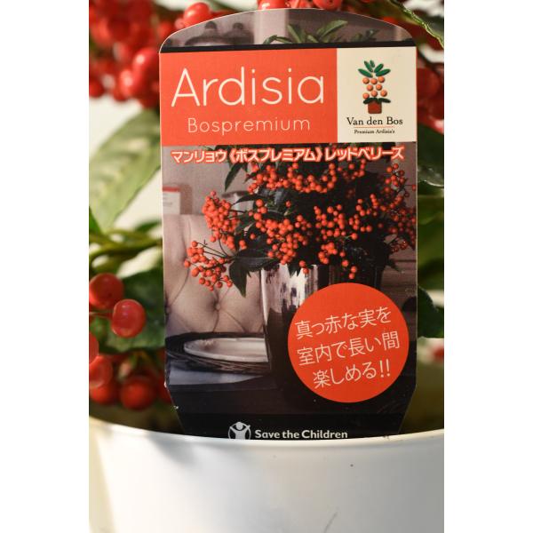 万両は古くからお正月の縁起物として栽培されてきた植物です。コンパクトな草姿につややかな赤色の実を沢山つける品種です。全高約40cm　12cmプラ鉢